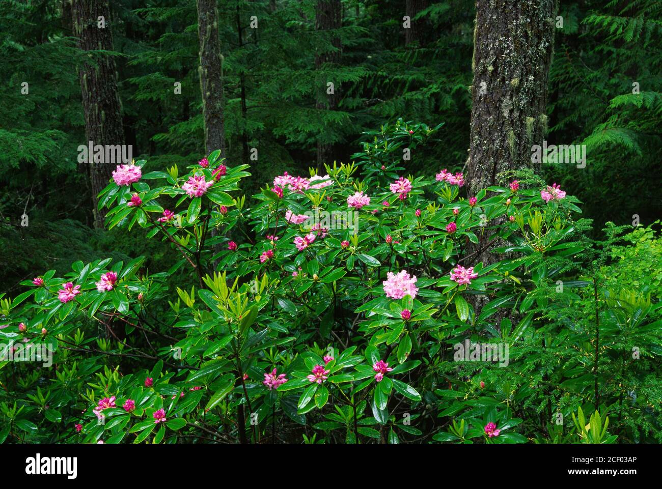Pacific rhododendron (Rhododendron macrophyllum) on Mt Walker, Olympic ...
