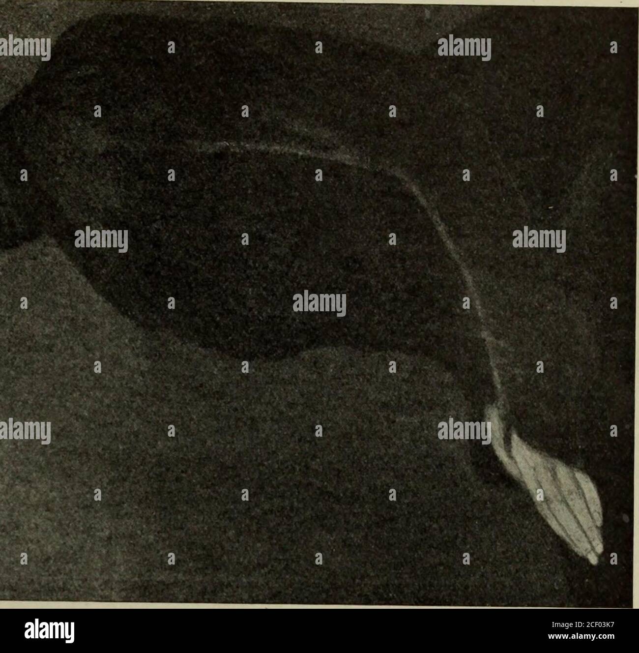 Osoa hi-res stock photography and images - Alamy