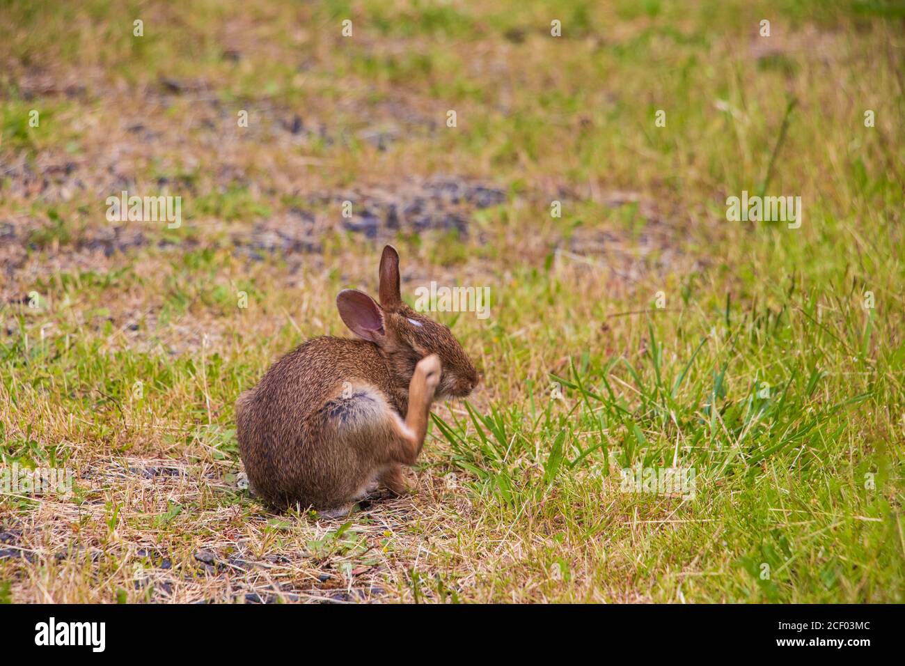 Scratching His Face High Resolution Stock Photography and Images - Alamy
