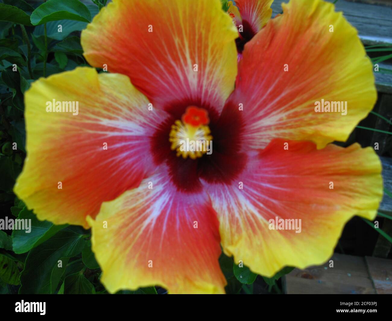 Deep beautiful green colors hi-res stock photography and images - Alamy