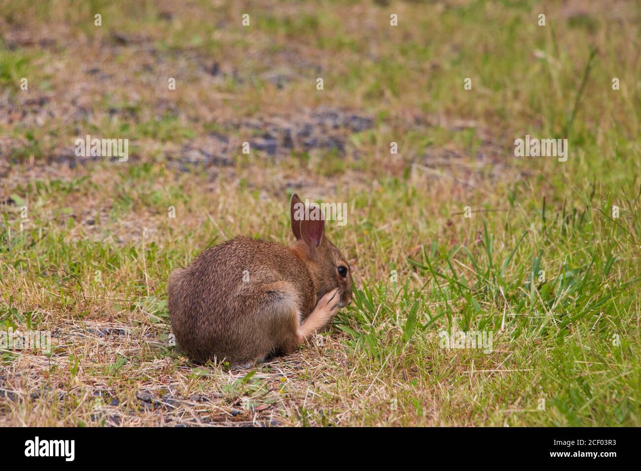 Closeup of a young eastern cottontail rabbit in action - scratching its ...