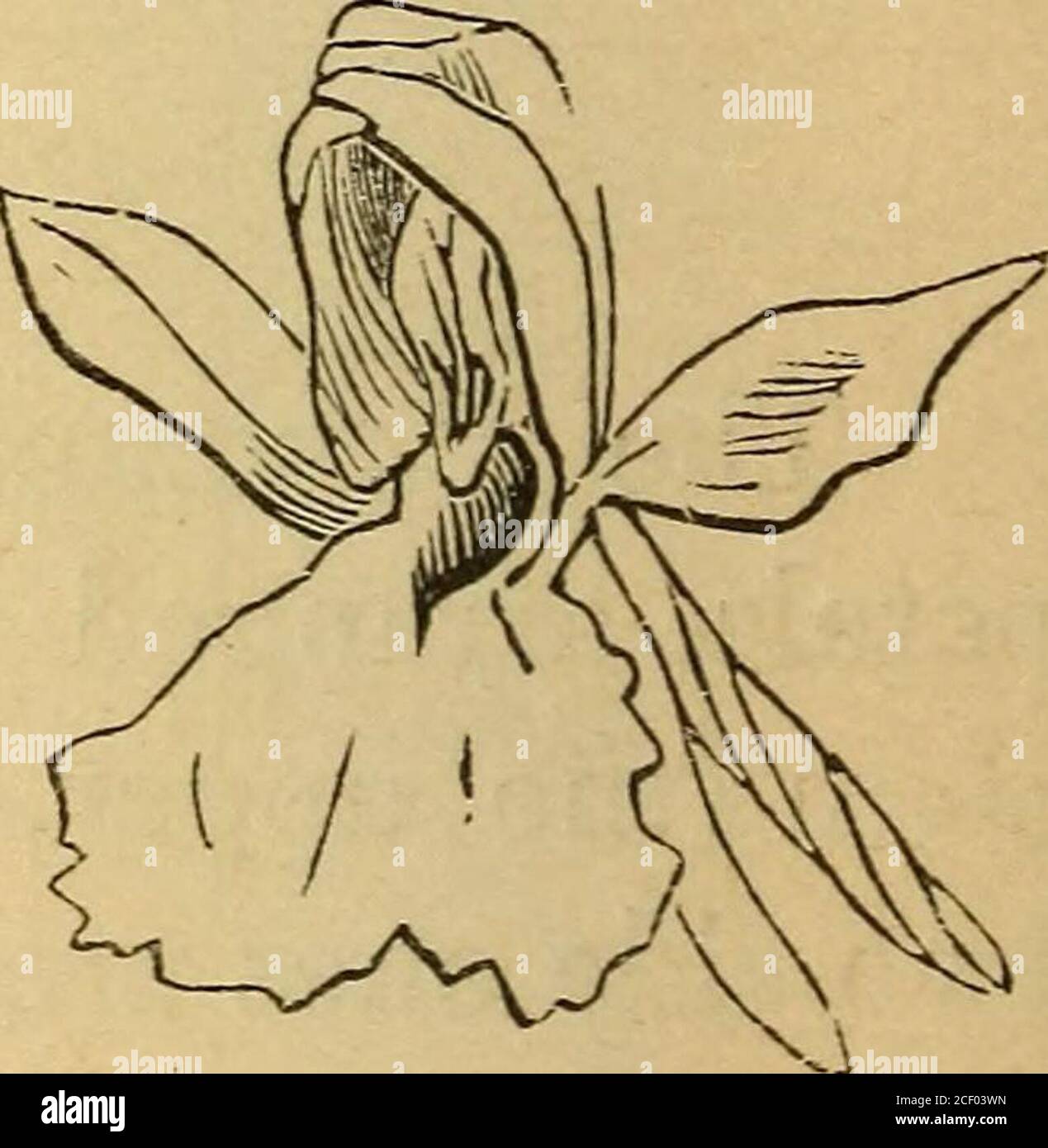 Polypetalous hi-res stock photography and images - Alamy