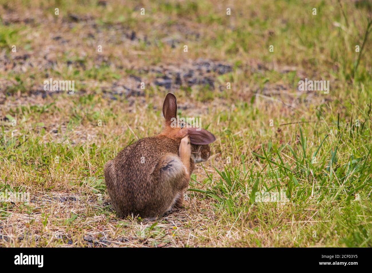 Closeup of a young eastern cottontail rabbit caught in the act of ...