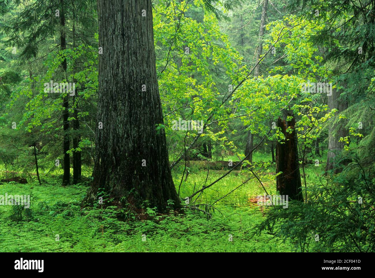 Ancient red cedars (Thuja plicata), Roosevelt Grove of Ancient Cedars ...