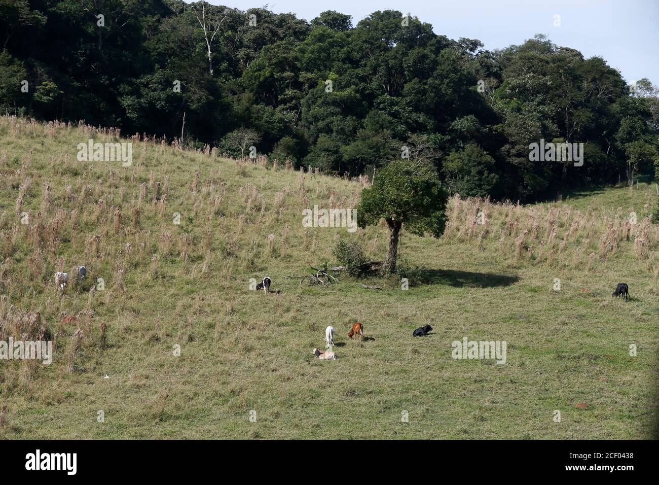 Brazil agriculture landscape hi-res stock photography and images - Alamy