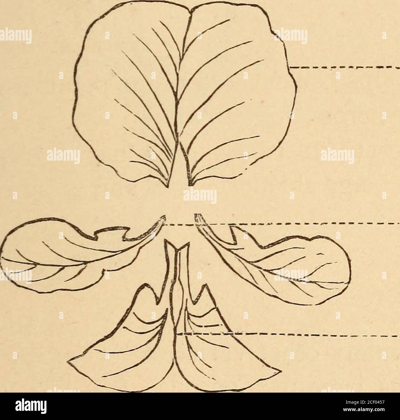 . The first book of botany : designed to cultivate the observing powers ...