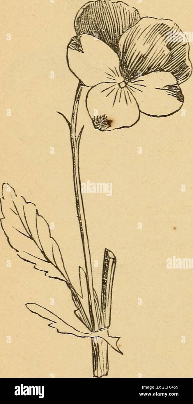 . The first book of botany : designed to cultivate the observing powers ...