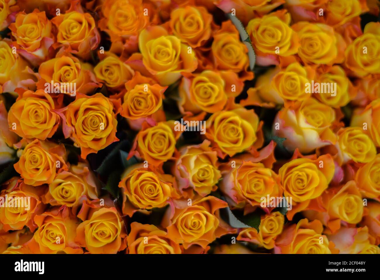 Cremona, Italy - September 2020 Flower and plant vendor at the weekly ...