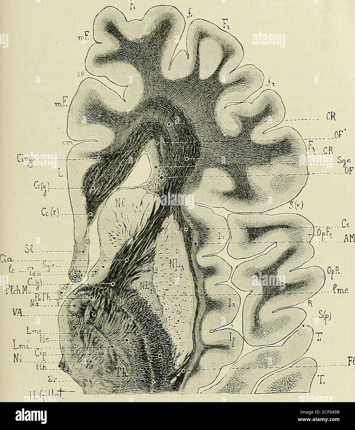 Coudes anatomie hi-res stock photography and images - Alamy