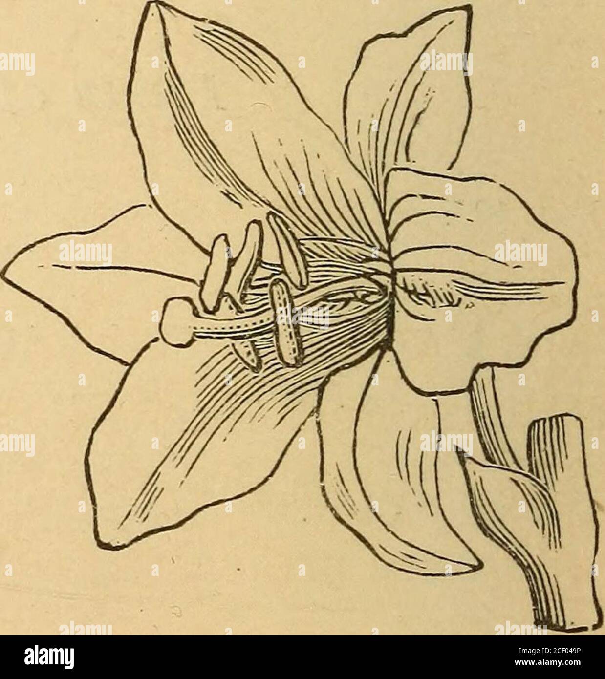 Petals like a claw hi-res stock photography and images - Alamy