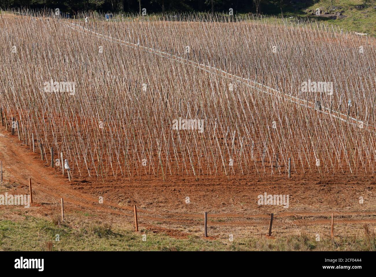 Brazil countryside hi-res stock photography and images - Alamy