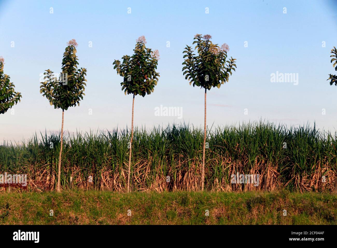 field of sugar cane plantation inside Brazil Stock Photo - Alamy