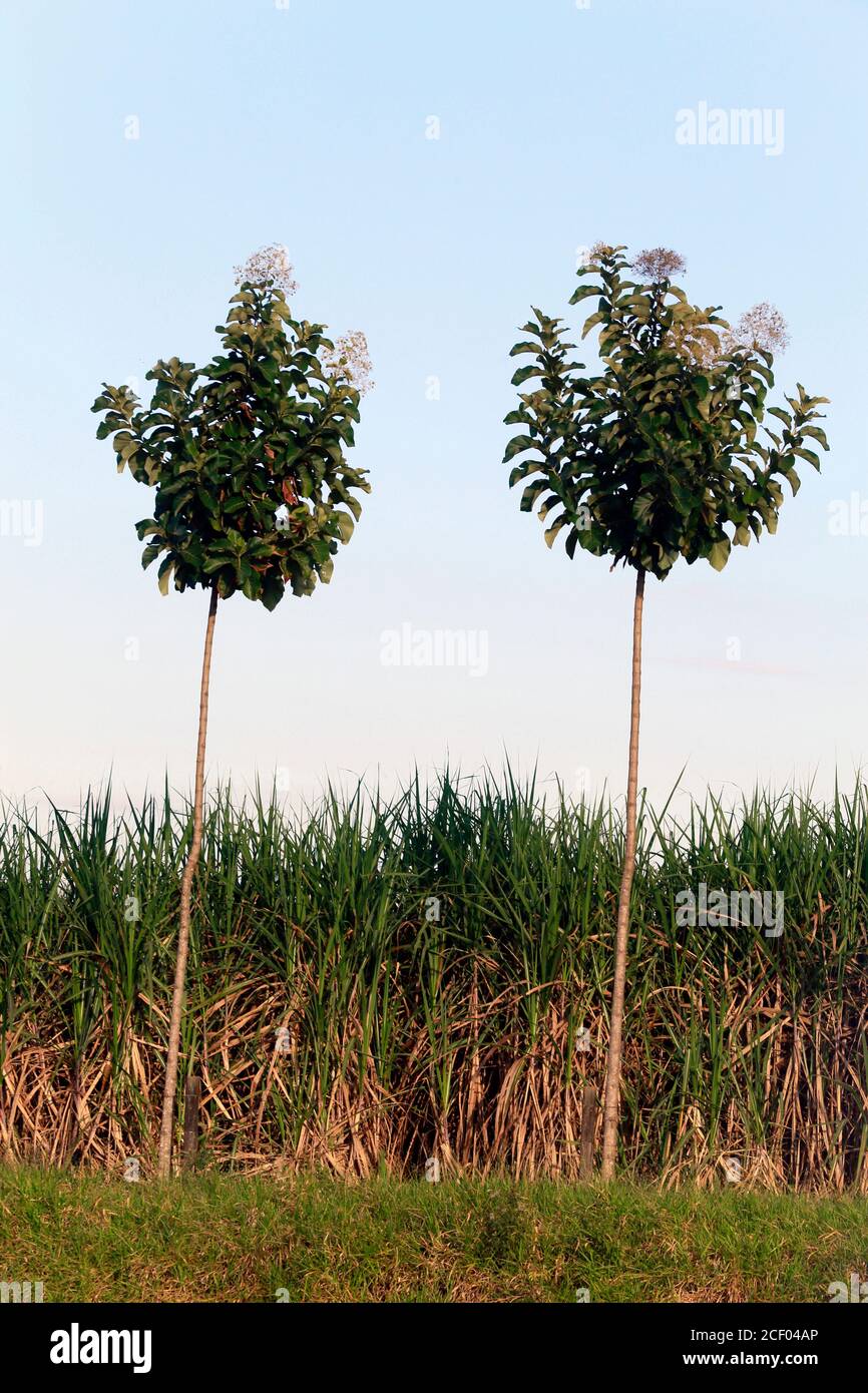 field of sugar cane plantation inside Brazil Stock Photo - Alamy