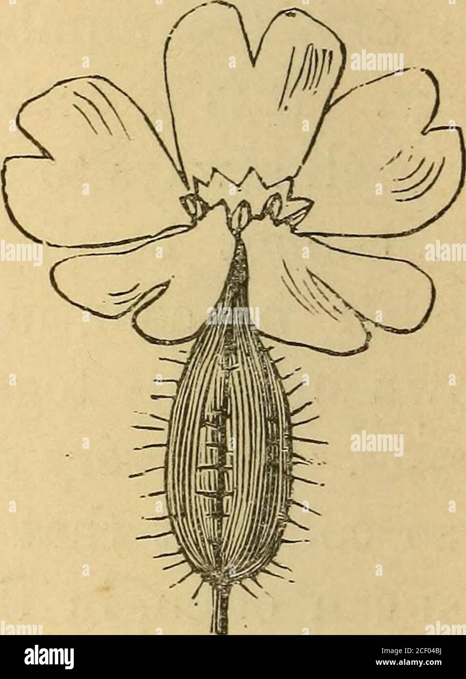 . The first book of botany : designed to cultivate the observing powers ...