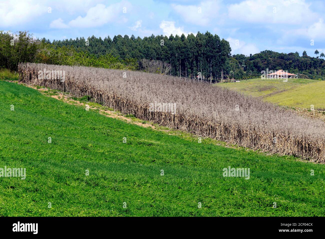 view of dry corn plantation in countryside of Brazil Stock Photo - Alamy