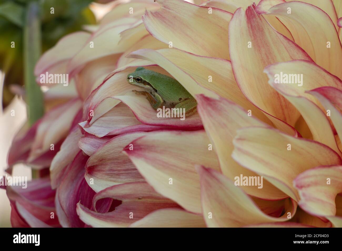 Tiny frog in flower hi-res stock photography and images - Alamy