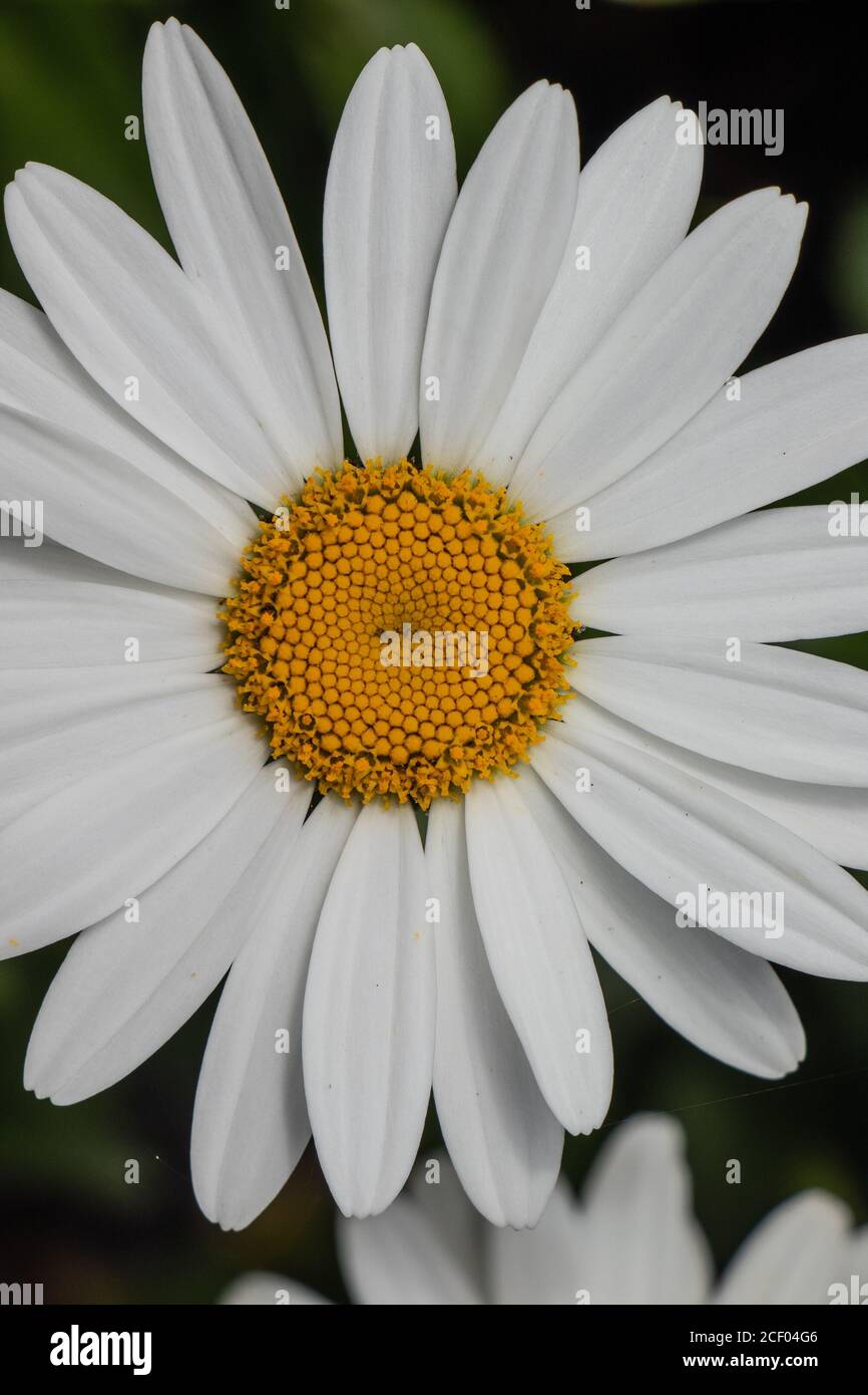 Daisy top view hi-res stock photography and images - Alamy