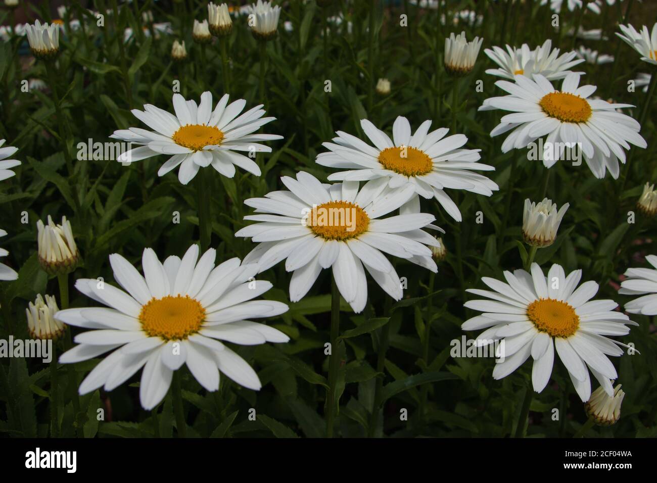 Side view perspective of oxeye daisy blossoms and opening buds growing ...