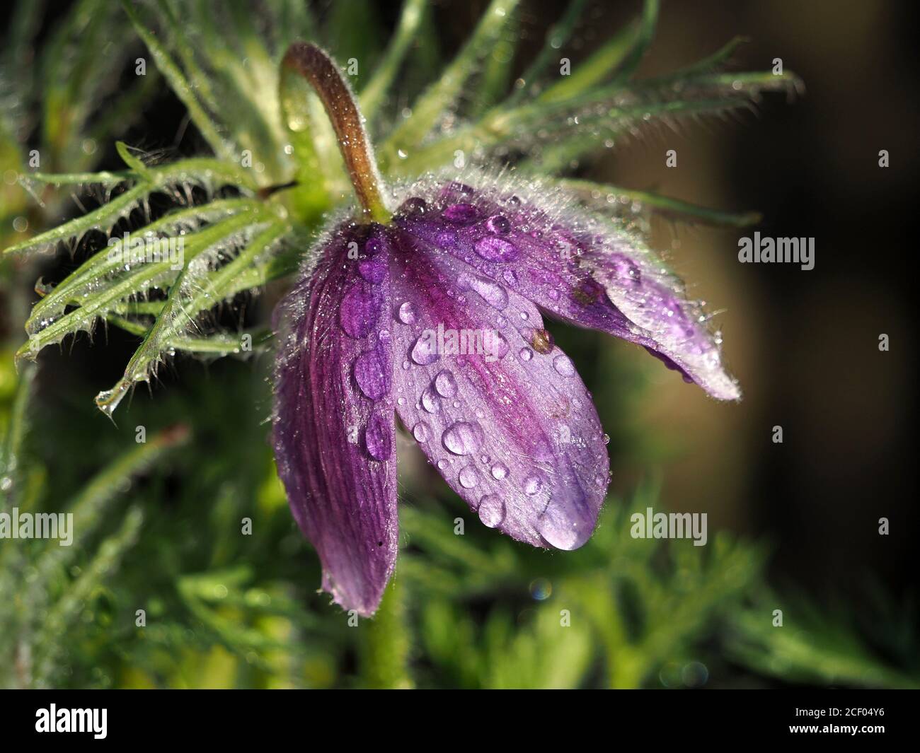 Anemone hupehensis flower bud hi-res stock photography and images - Alamy