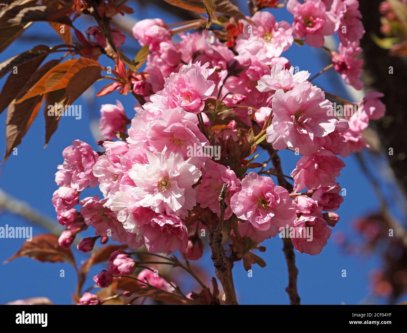 profusion of bright candy pink Spring blossom petals of ornamental ...