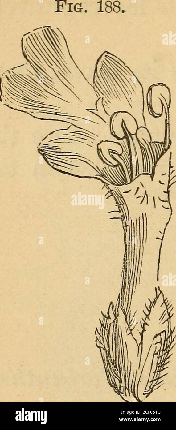 . The first book of botany : designed to cultivate the observing powers ...