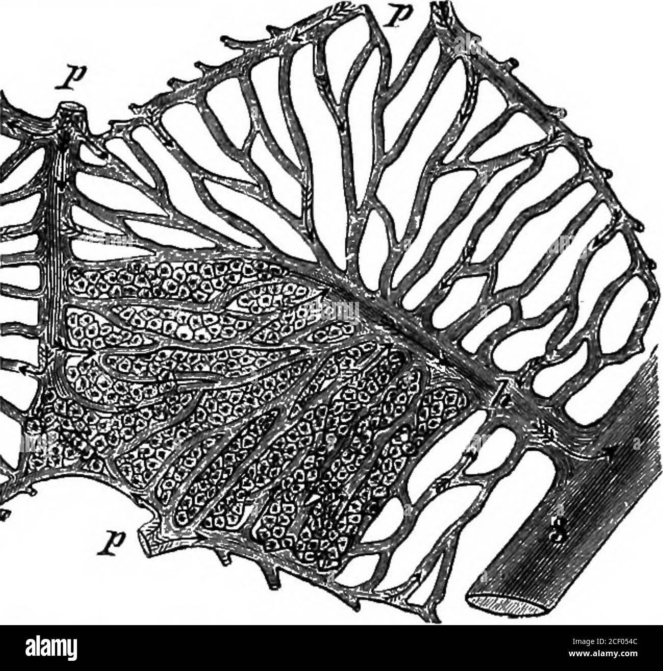. Human physiology. Fig. 144.—Cross Section of a Lobule, magnified ...
