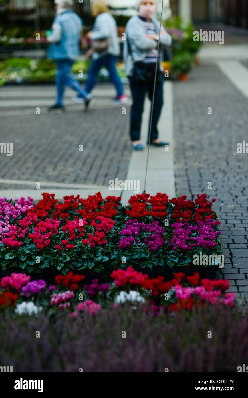 Cremona, Italy - September 2020 Flower and plant vendor at the weekly ...