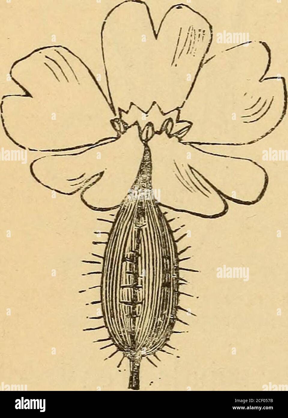 Gamosepalous hi-res stock photography and images - Alamy