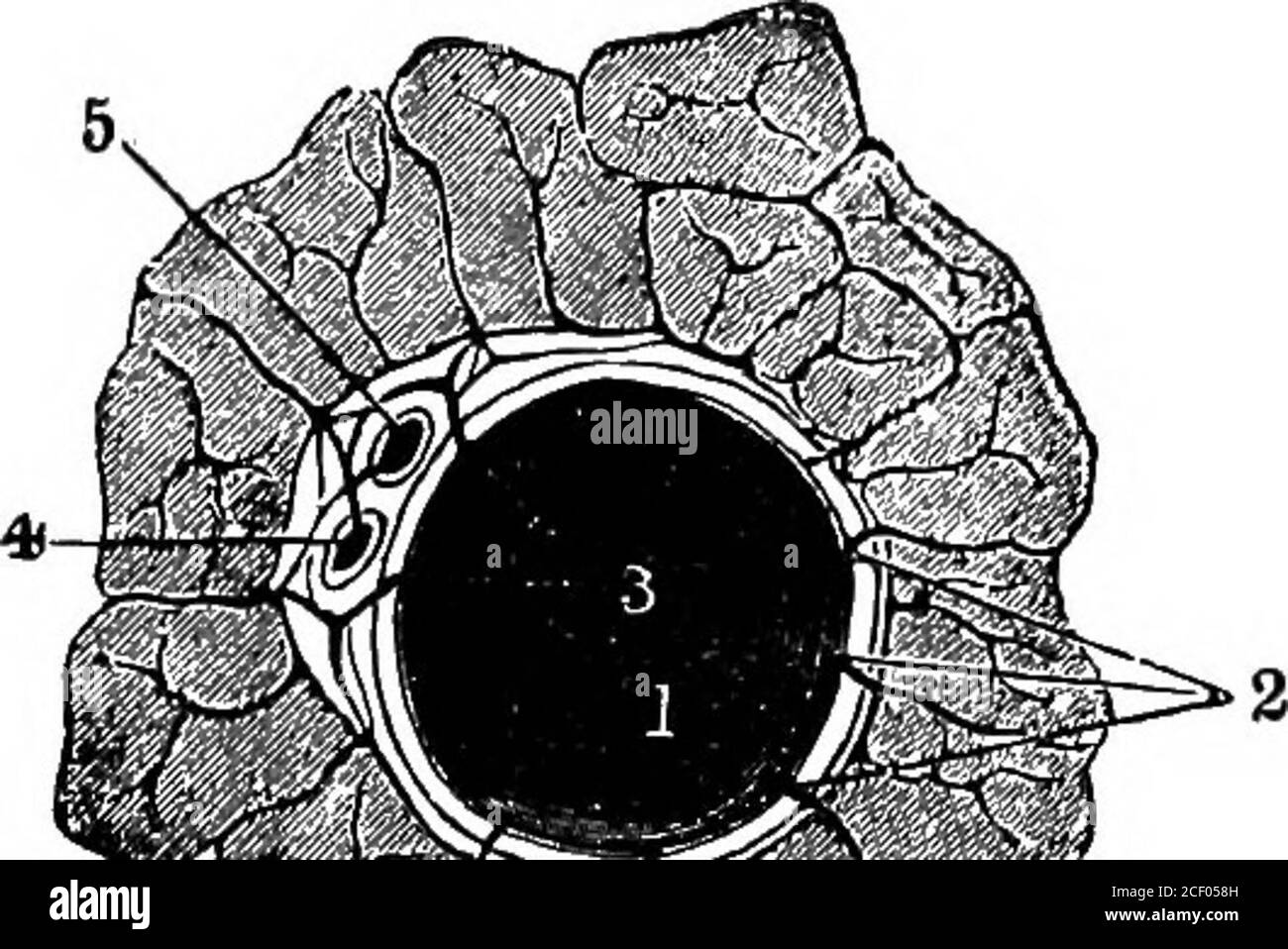 Capillary structures Black and White Stock Photos & Images - Alamy