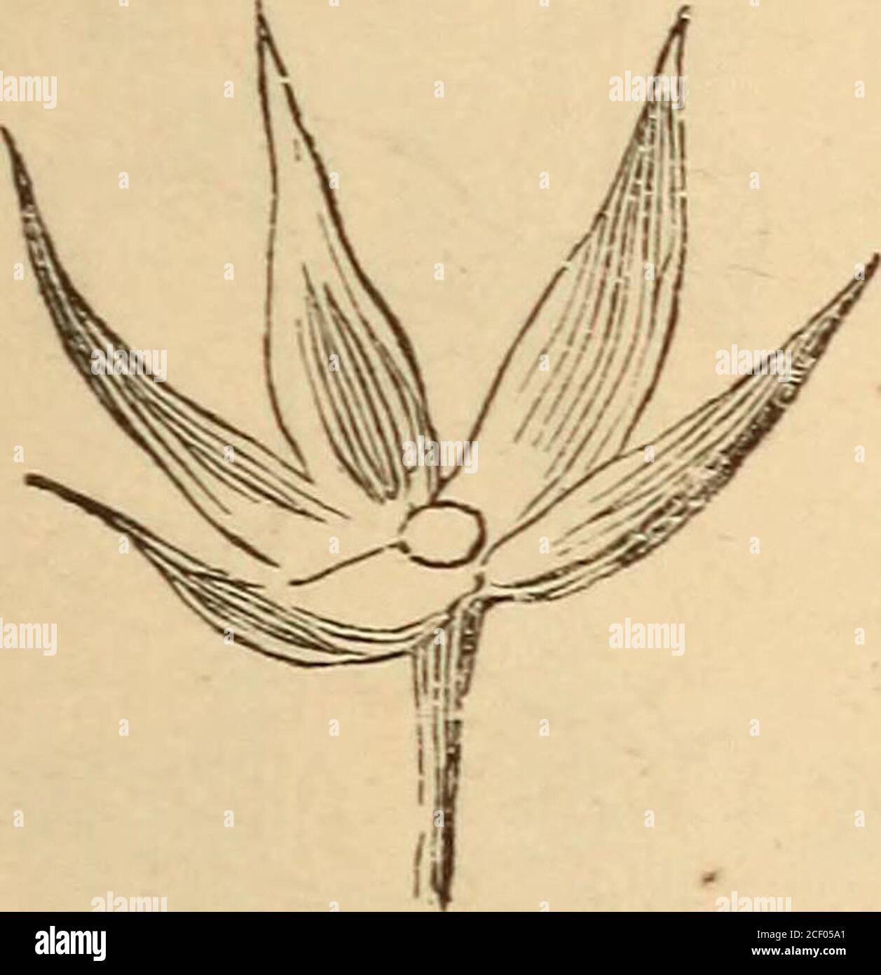 . The first book of botany : designed to cultivate the observing powers ...