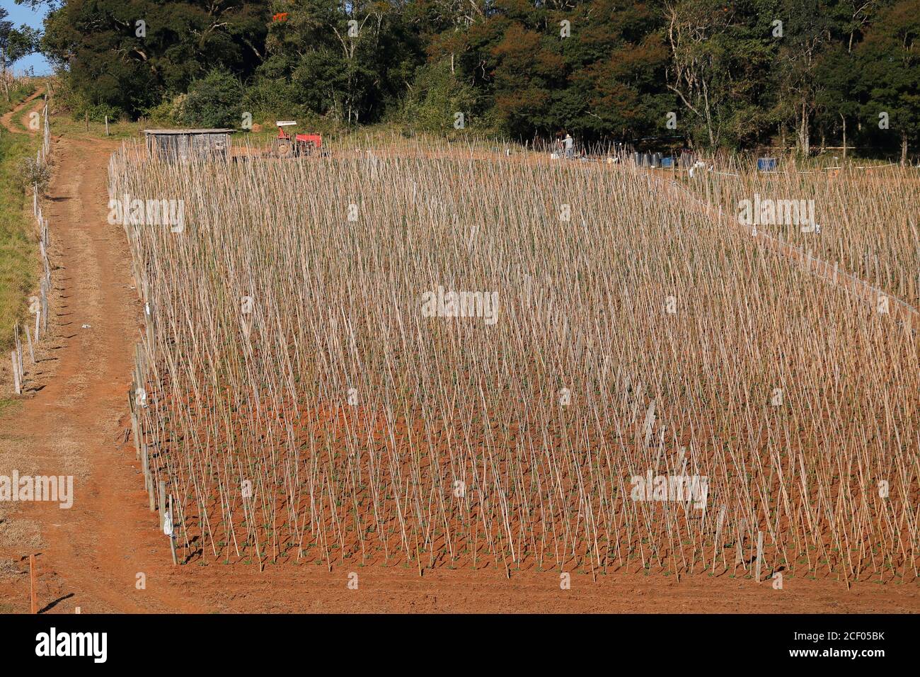 Rural plantation hi-res stock photography and images - Alamy