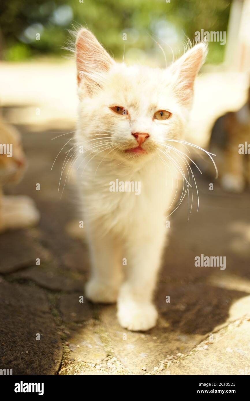 fluffy beige kitten stands in a sunny summer yard Stock Photo - Alamy