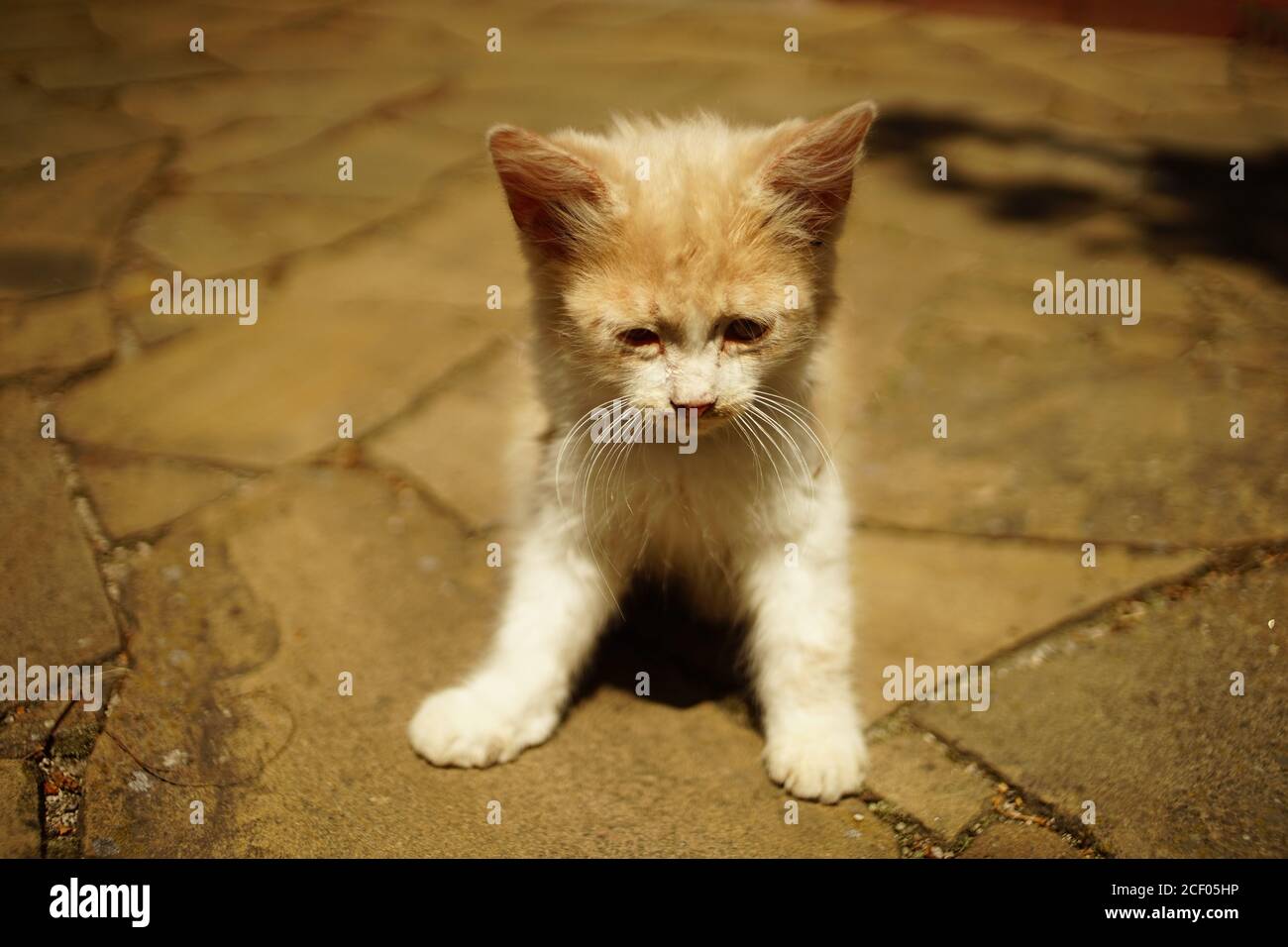 Beige Kitten High Resolution Stock Photography and Images - Alamy