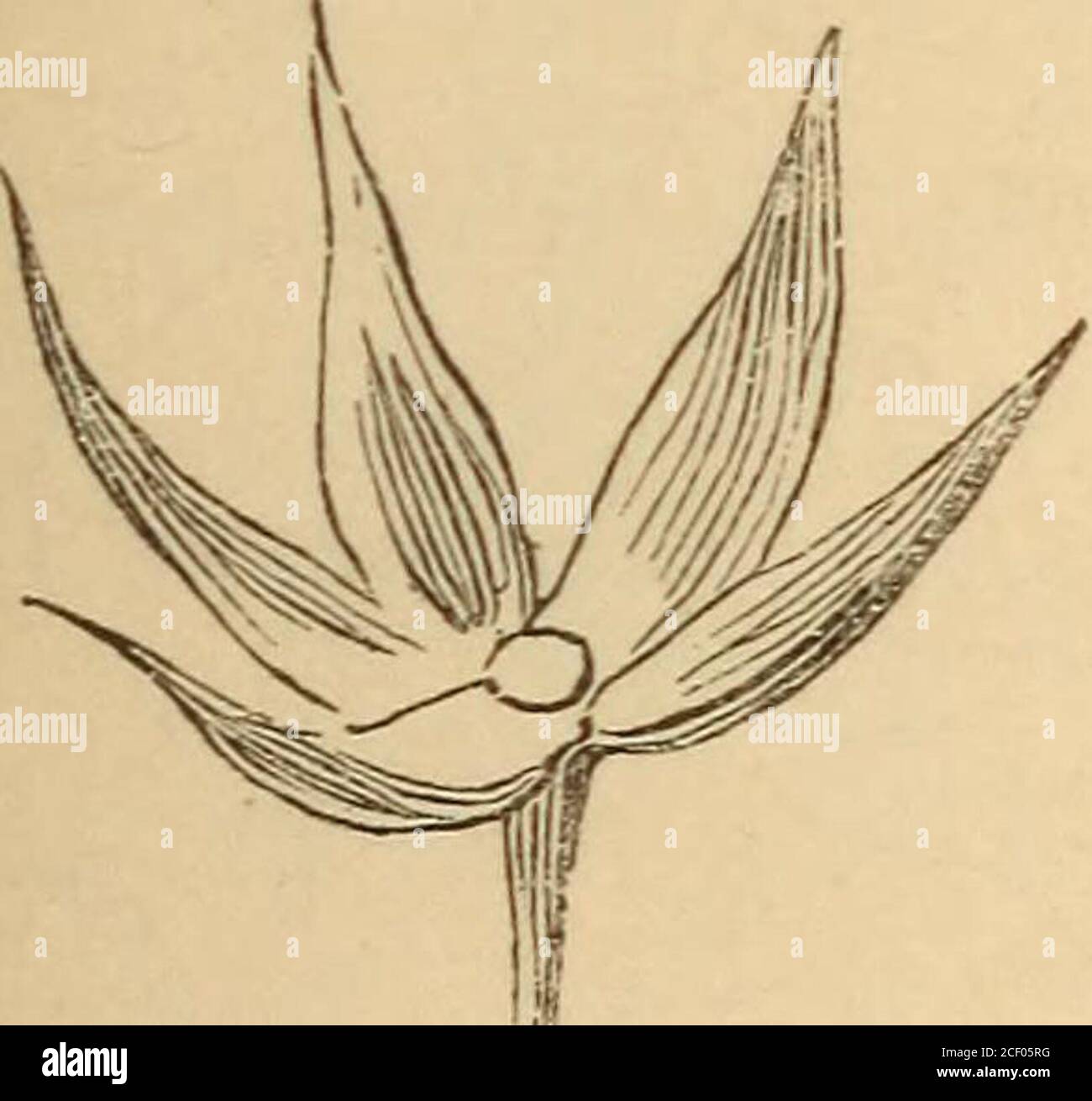 . The first book of botany : designed to cultivate the observing powers ...