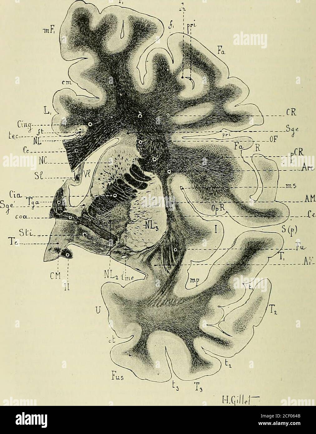 . Anatomie des centres nerveux. dans pour former le segment antérieur ...