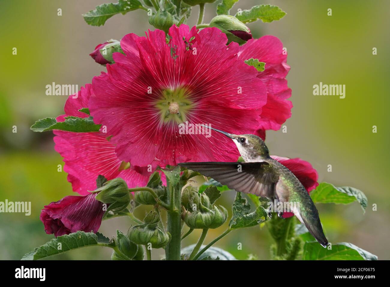 Female Ruby Throated Hummingbird on hollyhock flowers Stock Photo - Alamy