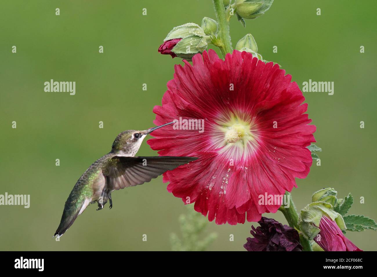 Female Ruby Throated Hummingbird on hollyhock flowers Stock Photo - Alamy