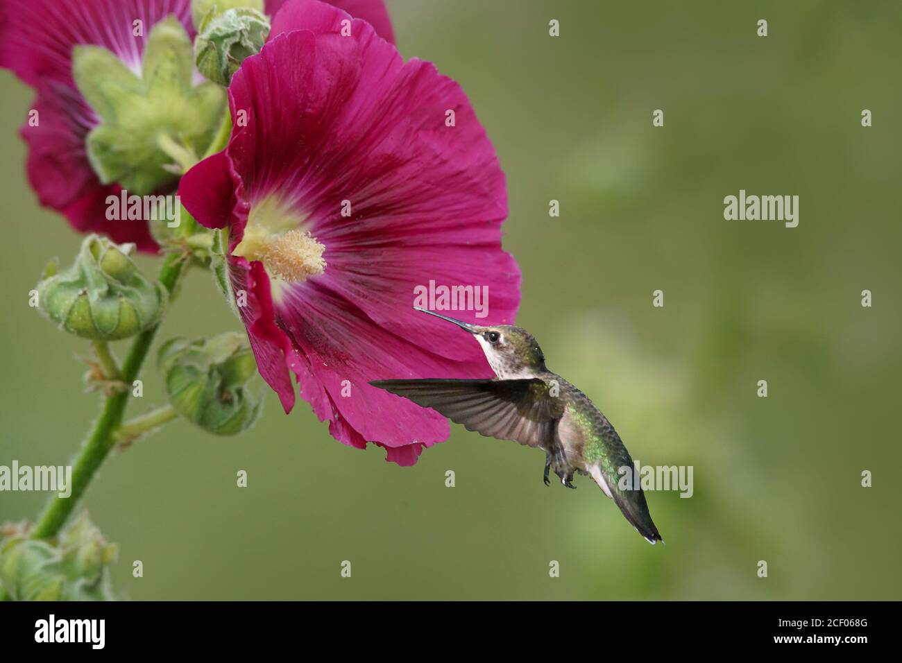 Female Ruby Throated Hummingbird on hollyhock flowers Stock Photo - Alamy