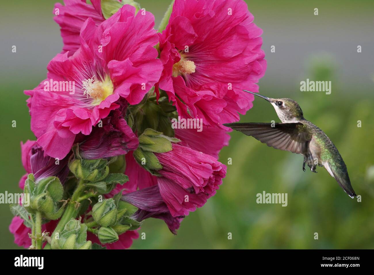 Female Ruby Throated Hummingbird on hollyhock flowers Stock Photo - Alamy