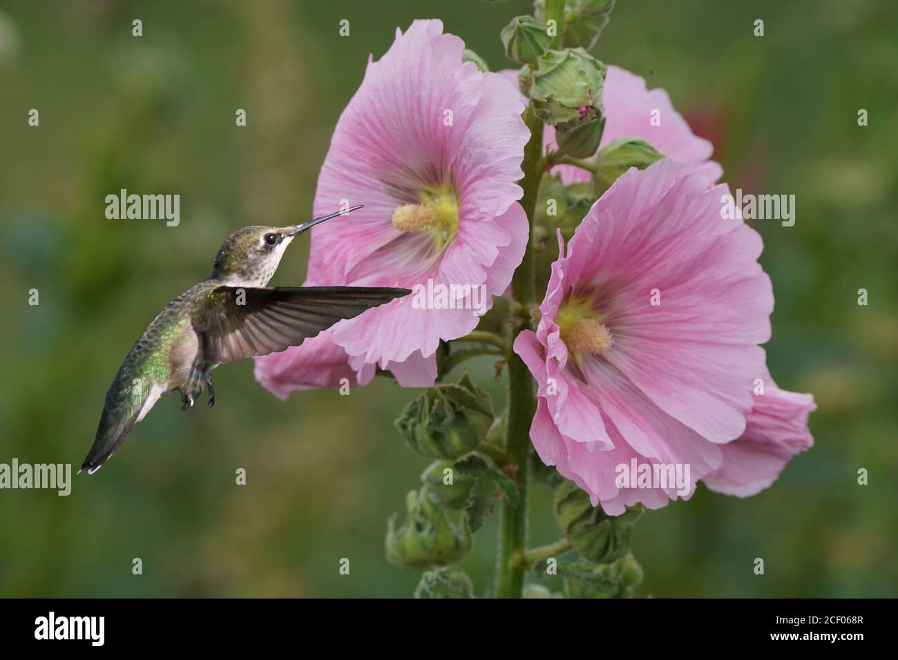 Female Ruby Throated Hummingbird on hollyhock flowers Stock Photo - Alamy