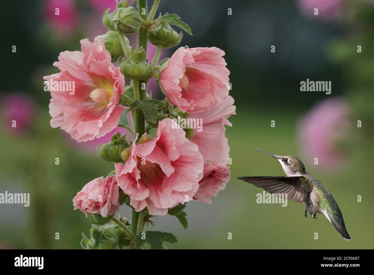 Female Ruby Throated Hummingbird on hollyhock flowers Stock Photo - Alamy