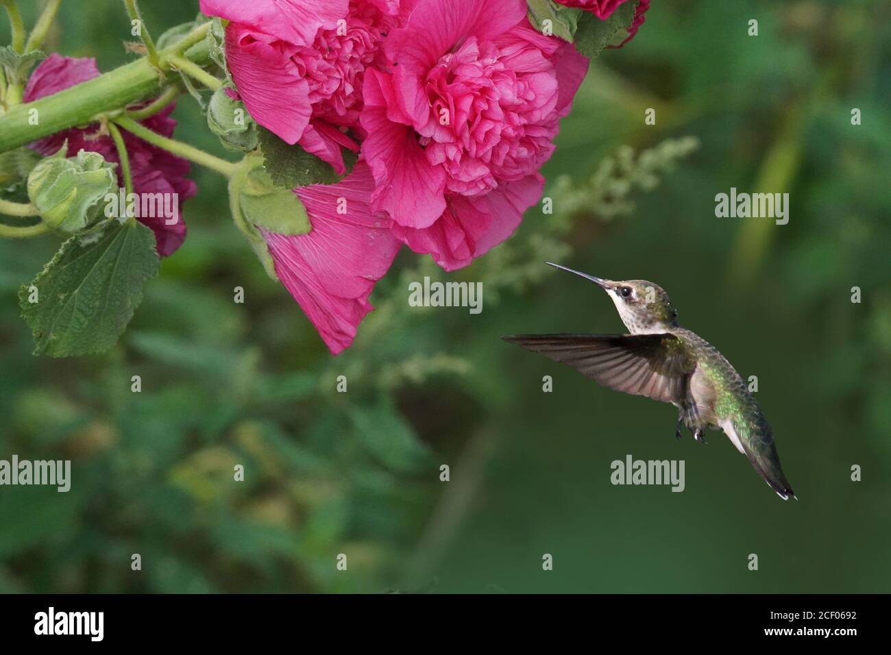 Female Ruby Throated Hummingbird on hollyhock flowers Stock Photo - Alamy