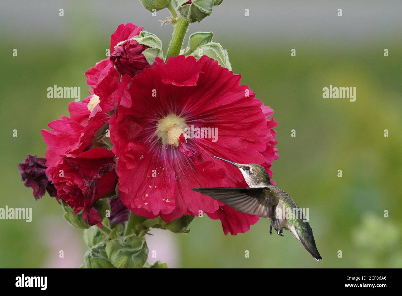 Female Ruby Throated Hummingbird on hollyhock flowers Stock Photo - Alamy