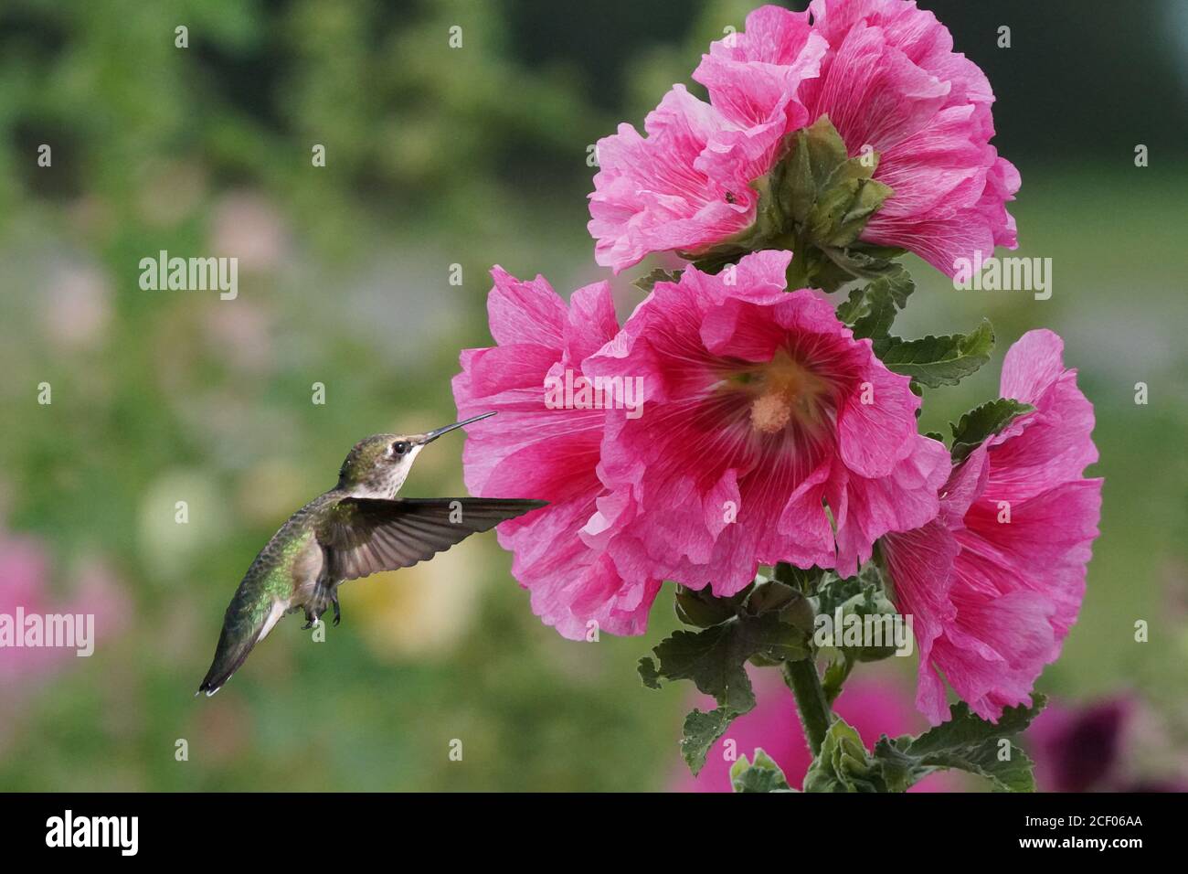 Female Ruby Throated Hummingbird on hollyhock flowers Stock Photo - Alamy