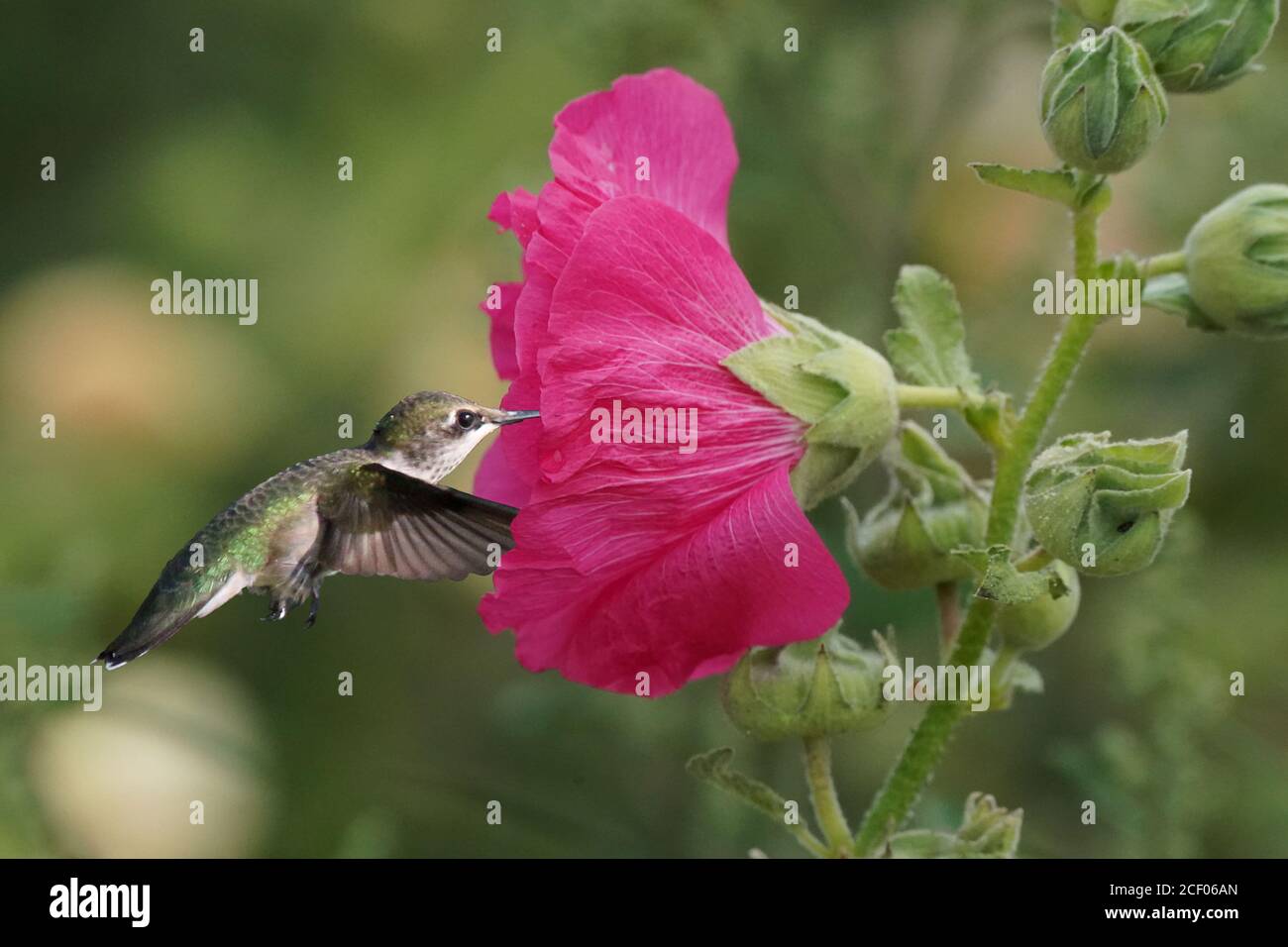 Female Ruby Throated Hummingbird on hollyhock flowers Stock Photo - Alamy