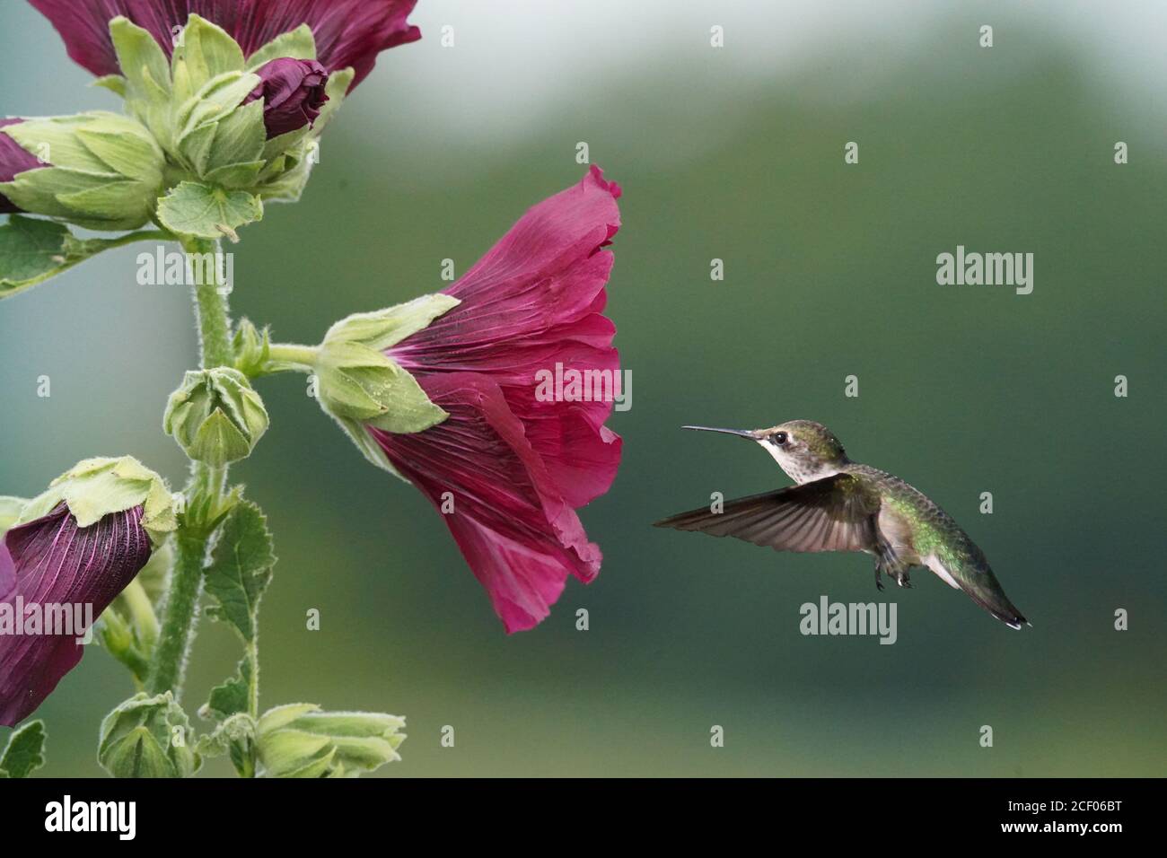 Female Ruby Throated Hummingbird on hollyhock flowers Stock Photo - Alamy