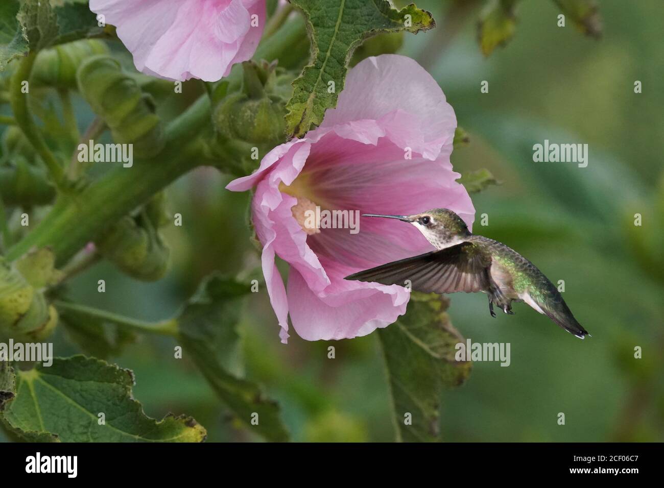 Female Ruby Throated Hummingbird on hollyhock flowers Stock Photo - Alamy