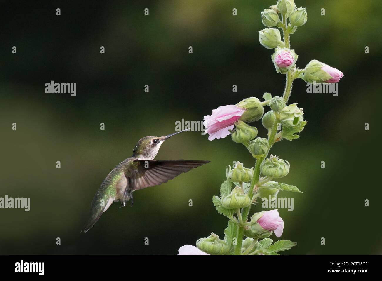 Female Ruby Throated Hummingbird on hollyhock flowers Stock Photo - Alamy