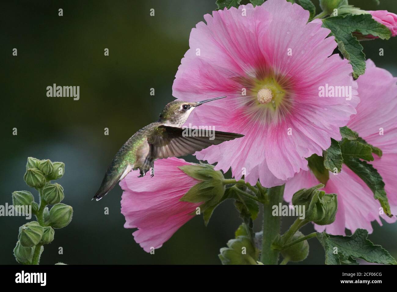 Female Ruby Throated Hummingbird on hollyhock flowers Stock Photo - Alamy