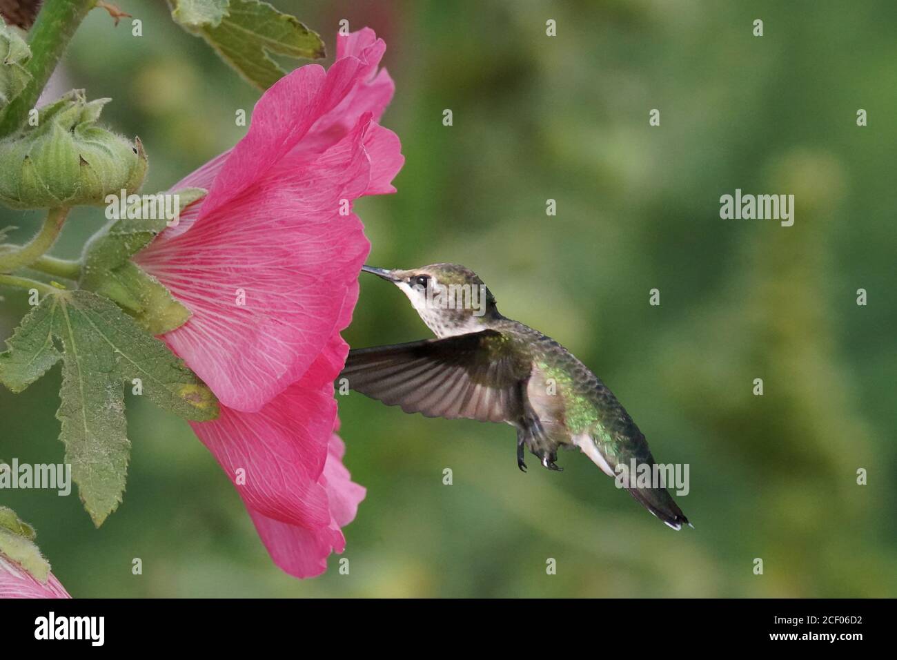 Female Ruby Throated Hummingbird on hollyhock flowers Stock Photo - Alamy